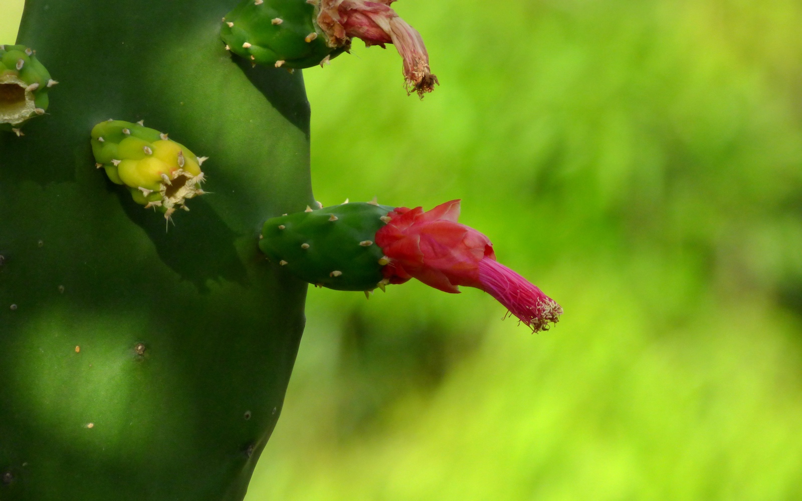 #MilagrosoNopal: ¿Por qué es el vegetal más popular de México?